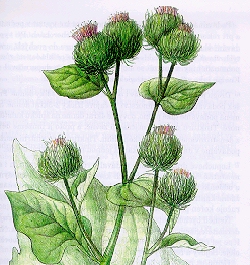 LOPUCH VĚTŠÍ ( Arctium lappa Linné ) :: BeautyLife