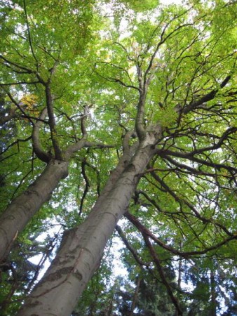 BUK LESNÍ ( Fagus Sylvatica ) :: BeautyLife